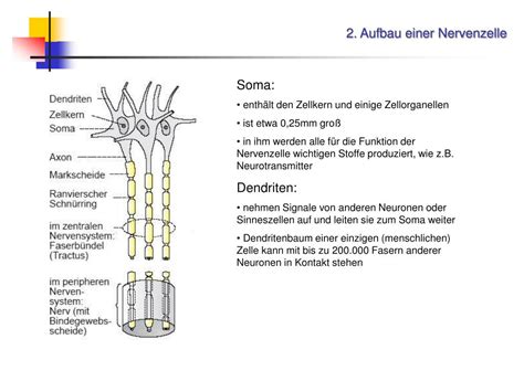 PPT Informationsübertragung im Nervensystem PowerPoint Presentation