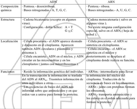 Cuadros Comparativos Sobre ADN Y ARN Diferencias Cuadro Comparativo