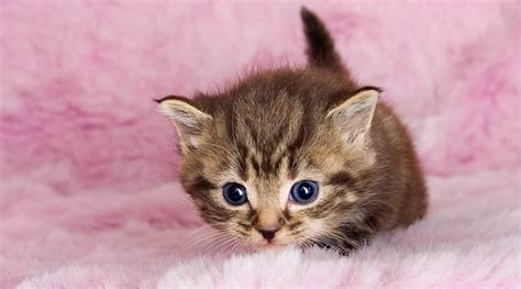 Hälfte Übersetzung Stratford auf Avon como saber si mi gata esta