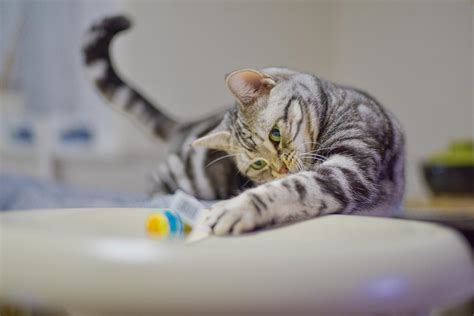 Why Do Cats Knock Things Over The Method Behind The Madness