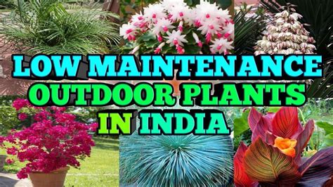 15 Low Maintenance Outdoor Plants In India YouTube