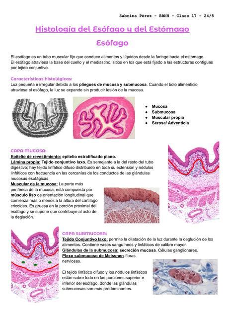 Histologia De Las Partes Del Estomago