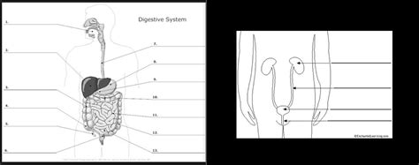 Digestive Urinary Systems Diagram Quizlet