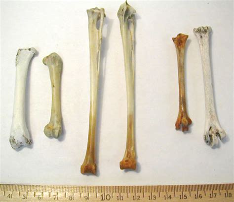 Bird Leg Bones