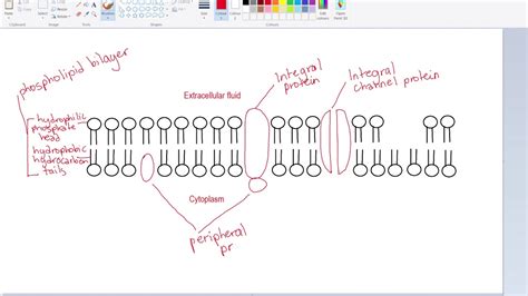 Fluid Mosaic Model 2D