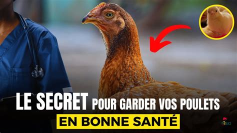 TOP SECRET PROPHYLAXIE MEDICALE Des Poulets Goliaths Pour Une VIANDE