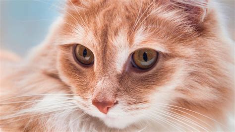Ejército Formular Peluquero mi gato pierde pelo por zonas Adiós
