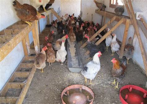 11 Formas De Conseguir Que Las Gallinas Pongan Huevos En El Nido