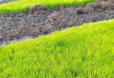 Culture du riz en Côte dIvoire de jeunes cultivateurs en marche vers