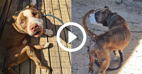 VÍDEO Pitbull vítima de maus tratos é resgatado e tutor vai parar em