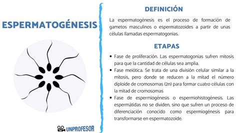Qu Es La Espermatog Nesis Y Sus Etapas Resumen Con V Deo