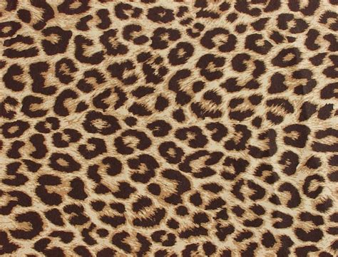 Leopard Aesthetic Wallpapers 170 Backgrounds