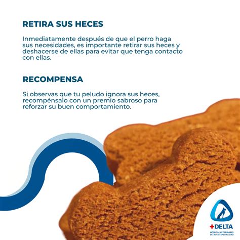 Qué hacer si mi perro se come sus heces Delta Life