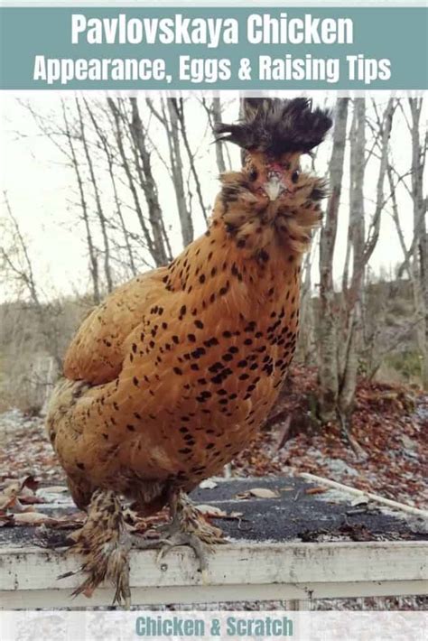 Pavlovskaya Chicken History Appearance Eggs And Raising Tips