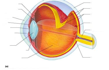 Anatomy Special Senses Eye Diagram Diagram Quizlet