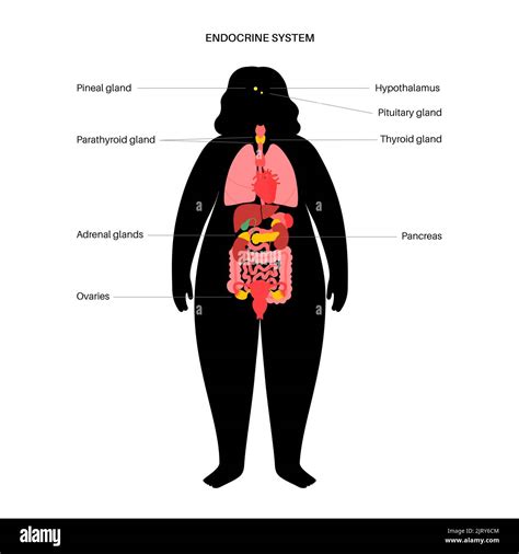 Human Endocrine System Illustration Stock Photo Alamy