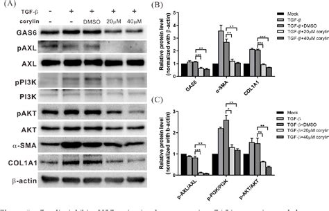 Figure 5 From Corylin Attenuates CCl4 Induced Liver Fibrosis In Mice By