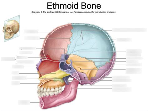 Ethmoid Bone Diagram Quizlet