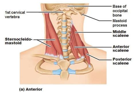 Scalene Muscles Origin And Insertion Google Search Head Muscles
