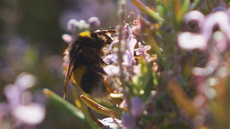 Abejas los insectos que mejor conocen el clima Fundación Aquae