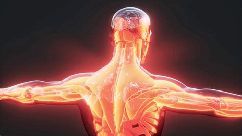 Human Muscular System Anatomical Infographic Stock Motion Graphics SBV