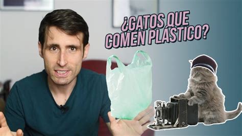 Por qué mi gato lame bolsas Una mirada a los comportamientos felinos