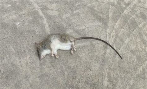Descubre El Significado De So Ar Con Ratas Grandes Muertas Experto En