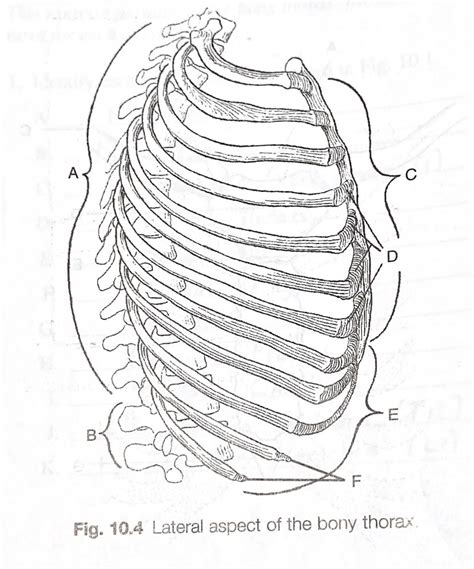 Rad Chapter Bony Thorax Lateral Aspect Of The Bony Thorax Diagram