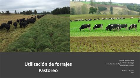 Utilizaci N De Forrajes Pastoreo Youtube