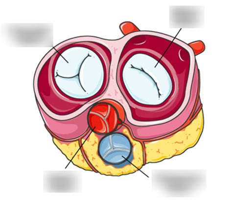 Heart Valves Diagram Quizlet