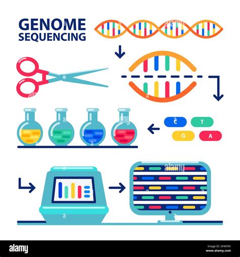 infografía de secuenciación del genoma Proyecto del genoma humano