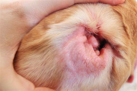 Administrator Klon Kohlenhydrat Otitis Externa En Perros Frequenz Jazz