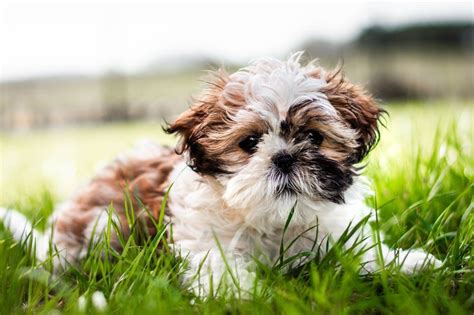 Shih tzu características y cuidados de esta raza