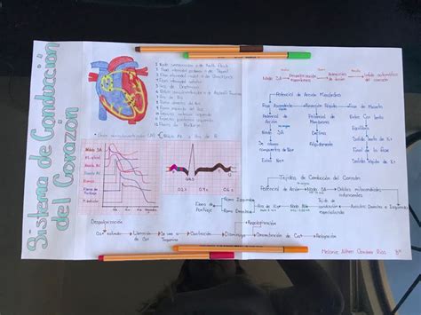Sistema De Conducci N Del Coraz N Corazones Anatomia Y Fisiologia