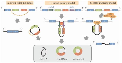 Circrna Lab On Web
