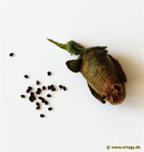 Smagy Pflanzen Insekten Heilkraft Großes Löwenmaul Antirrhinum