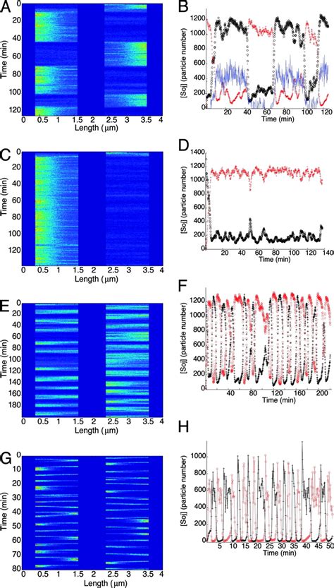 stochastic model for soj relocation dynamics in bacillus subtilis pnas