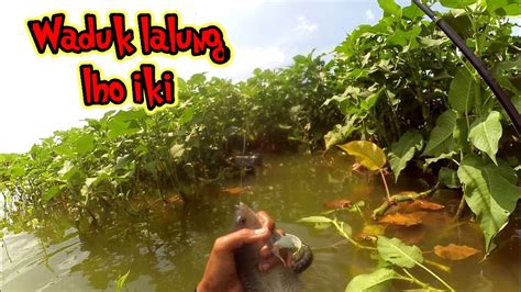 Ikan Pada Rebutan Lumutku Mancing Nyobok Waduk Lalung YouTube