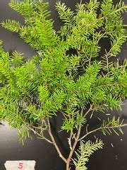 Dendrology Midterm Lab Quizlet