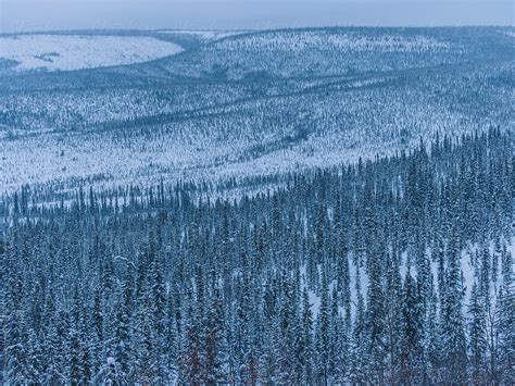 Forest Frozen By Stocksy Contributor Vuelyfe Media Creation