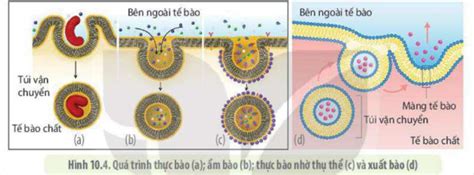 Lý thuyết Sinh học 10 Bài 9 Cánh diều Trao đổi chất qua màng sinh chất