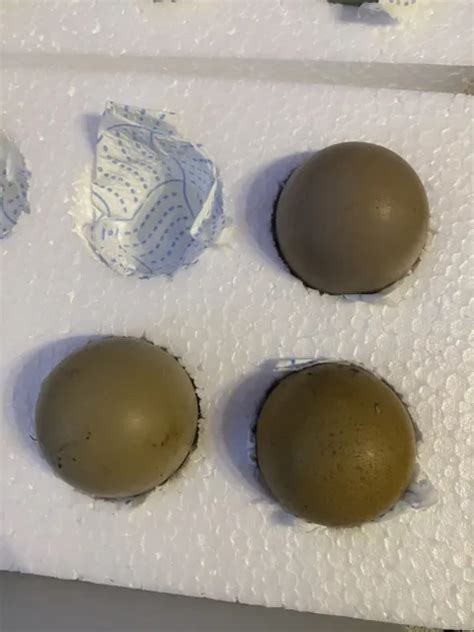 6 OLIVE EGGER Copper Black Maran X Cream Legbar Marsbar Hatching Eggs
