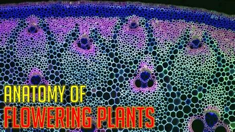 Ppt Anatomy Of Flowering Plants Class Notes Rajus Biology