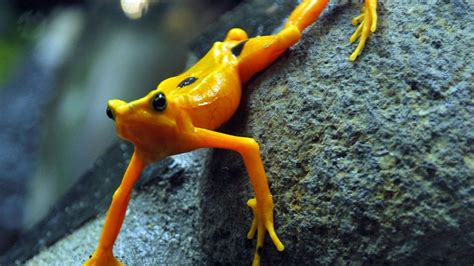 Descubren una nueva especie de rana en los bosques de Perú N