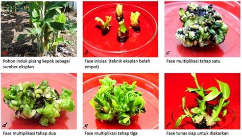 Tahapan Pembuatan Kultur Jaringan Dan Manfaatnya Bagi Manusia
