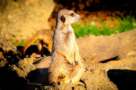 Erdmännchen Tier Säugetier Kostenloses Foto auf Pixabay