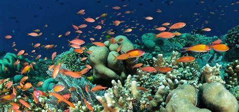 Wisata Laut Bunaken Keindahan Bawah Laut Indonesia Yang Mendunia