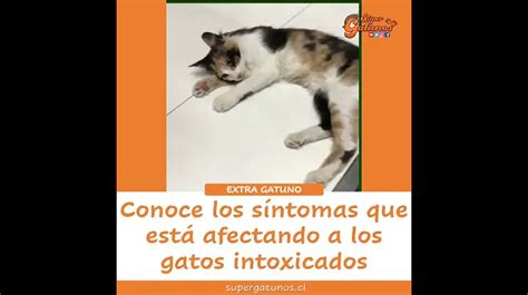 Síntomas de intoxicación en gatos Cómo identificarlos Universidad