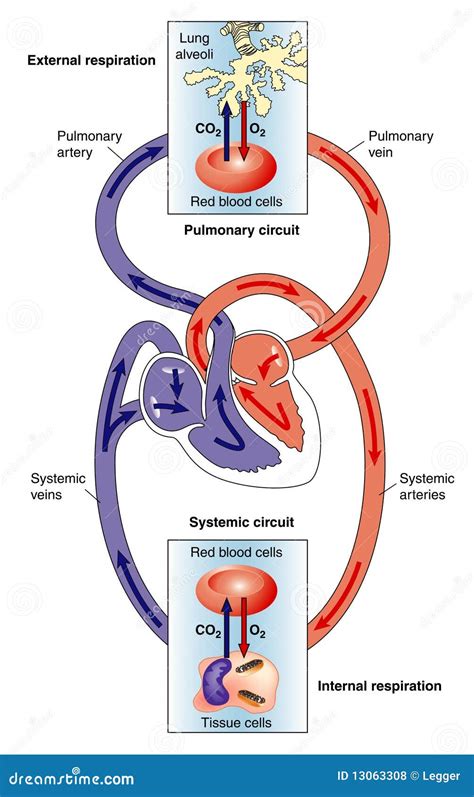 Systemic And Pulmonary Circulations Royalty Free Stock Photos Image