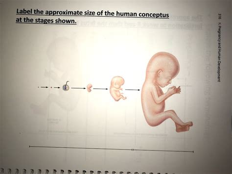 Size Of Human Embryo Diagram Quizlet